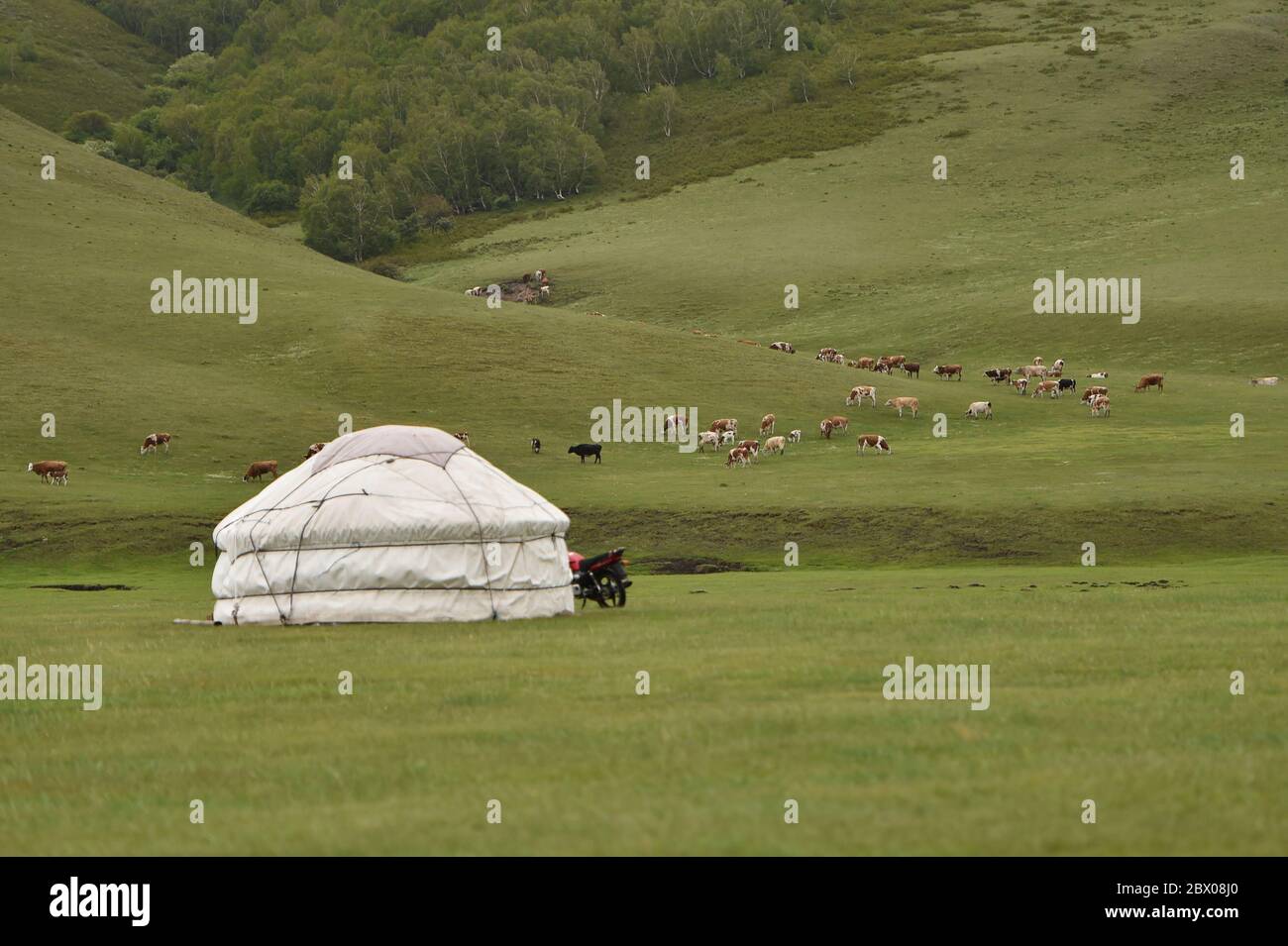 Horqin grassland hi-res stock photography and images - Alamy