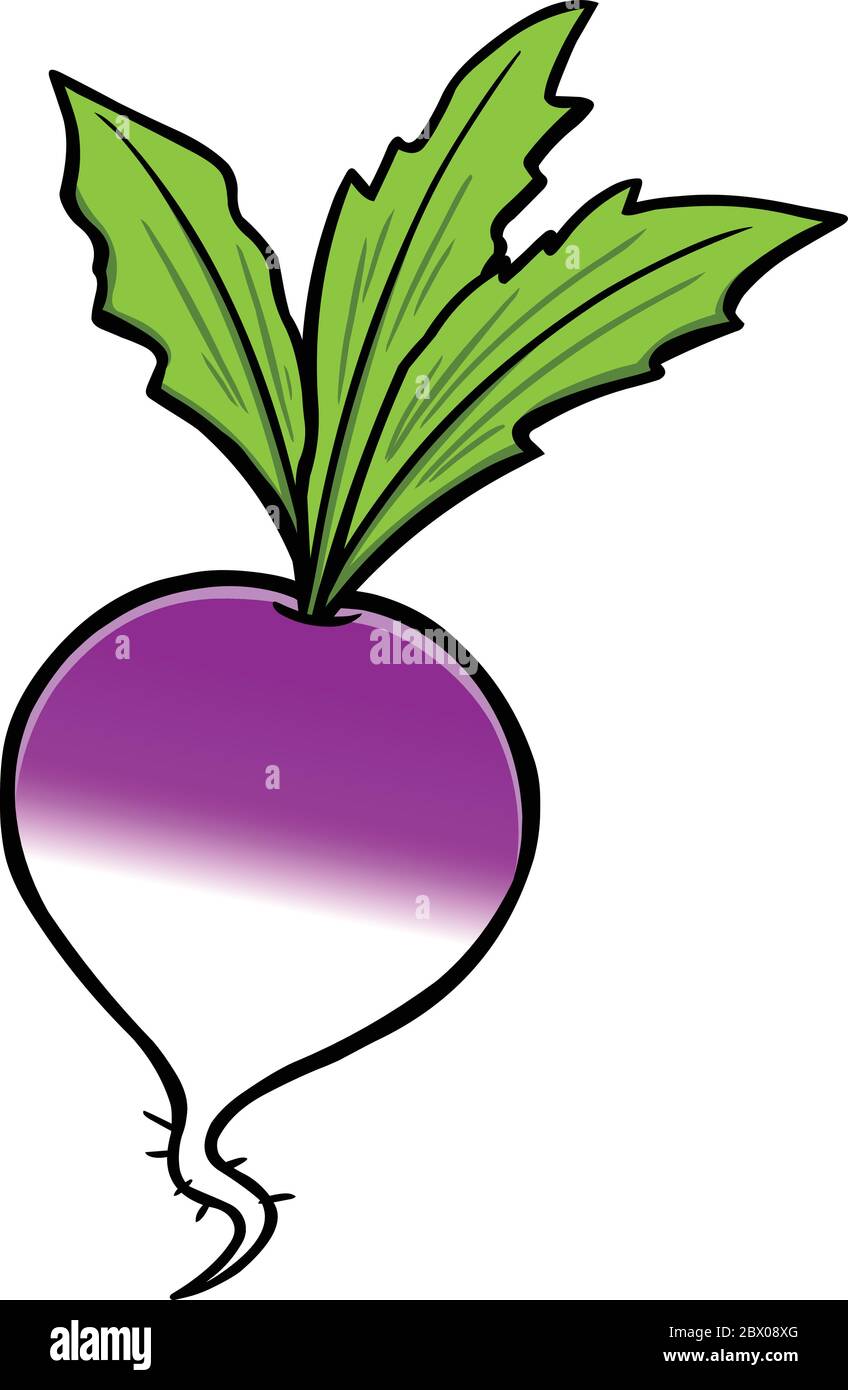 Turnip- An Illustration of a Turnip Stock Vector Image & Art - Alamy