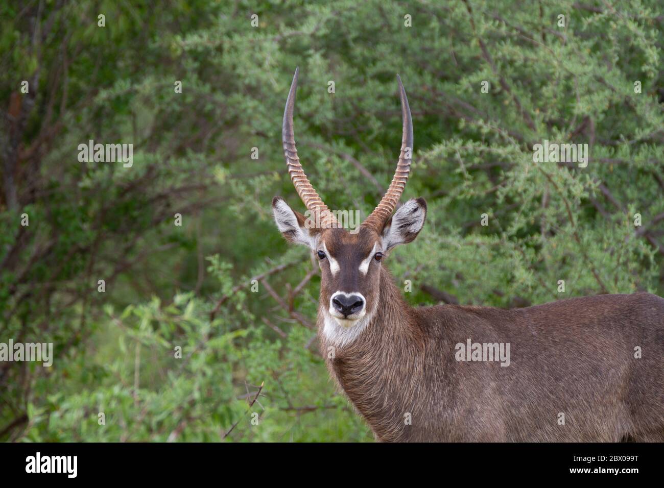 Antelope close up in front of trees in Kenya Stock Photo - Alamy