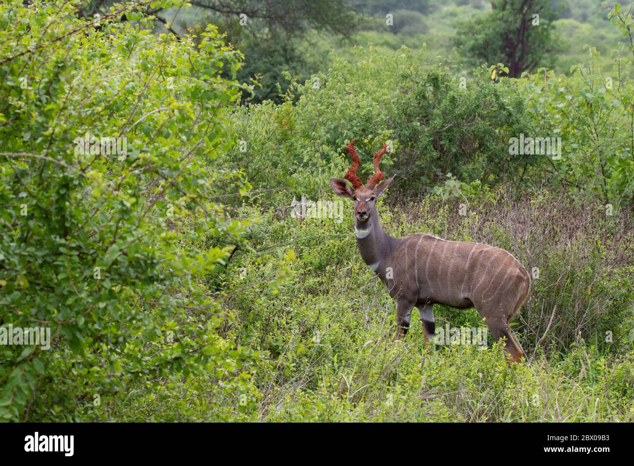 Spiral horned antelope with red horn and white stripes in the bush in ...