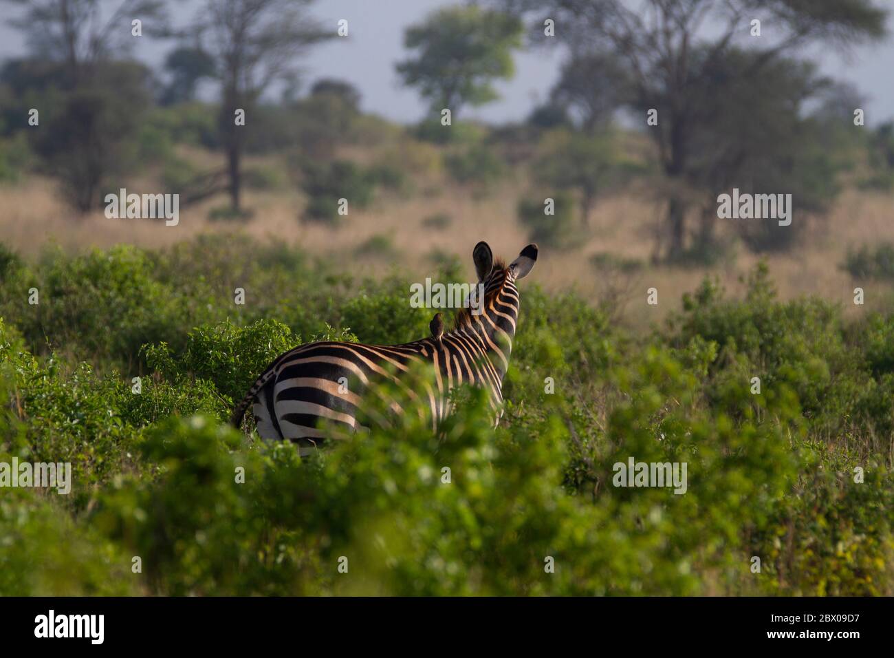 Car costume bird hi-res stock photography and images - Alamy