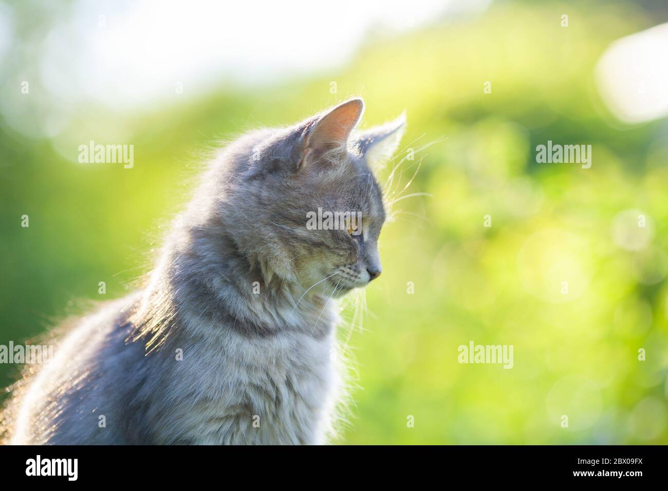 Portrait of a cute cat sitting outdoor against green natural background ...
