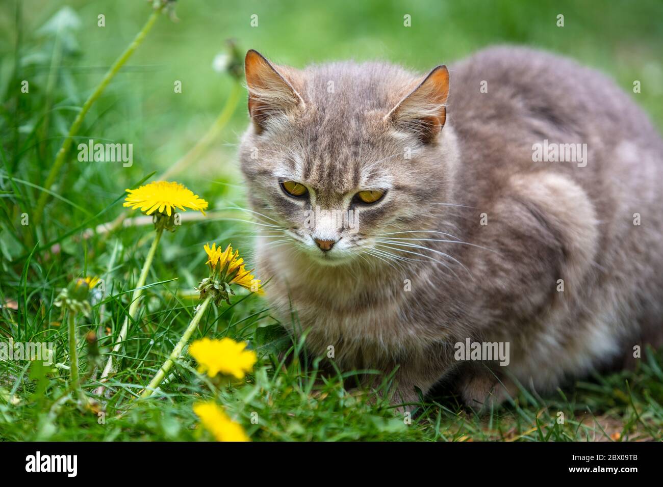Cute cat sits on the grass in a spring garden next to dandelion flowers ...