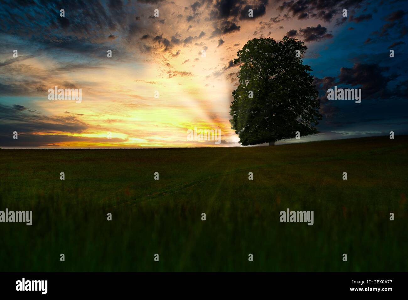 A Single Tree Standing Alone in Dramatic Sunset with sunrays. Beautiful ...