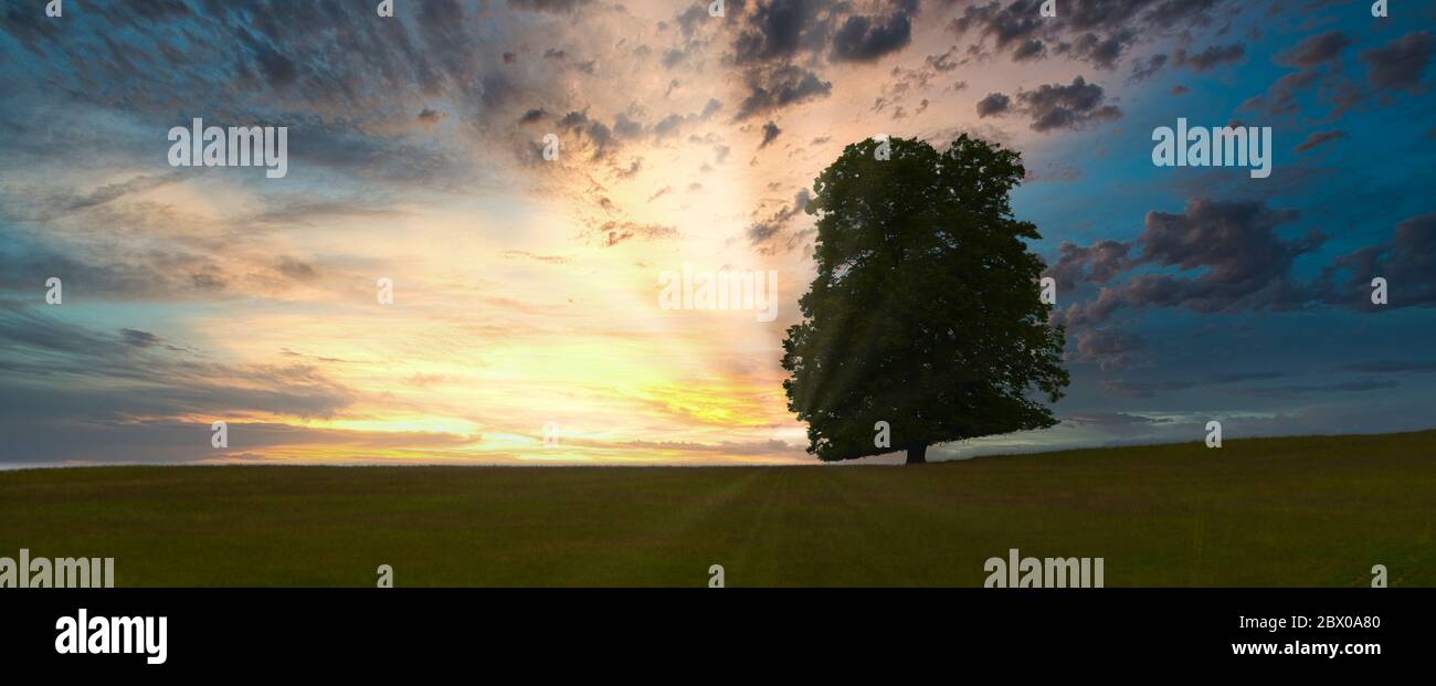 Lonely tree standing country hi-res stock photography and images - Alamy