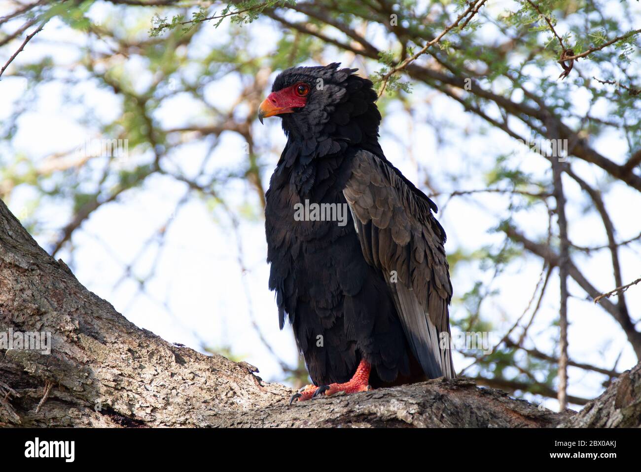 Black big bird with red bill in Kenya Stock Photo - Alamy