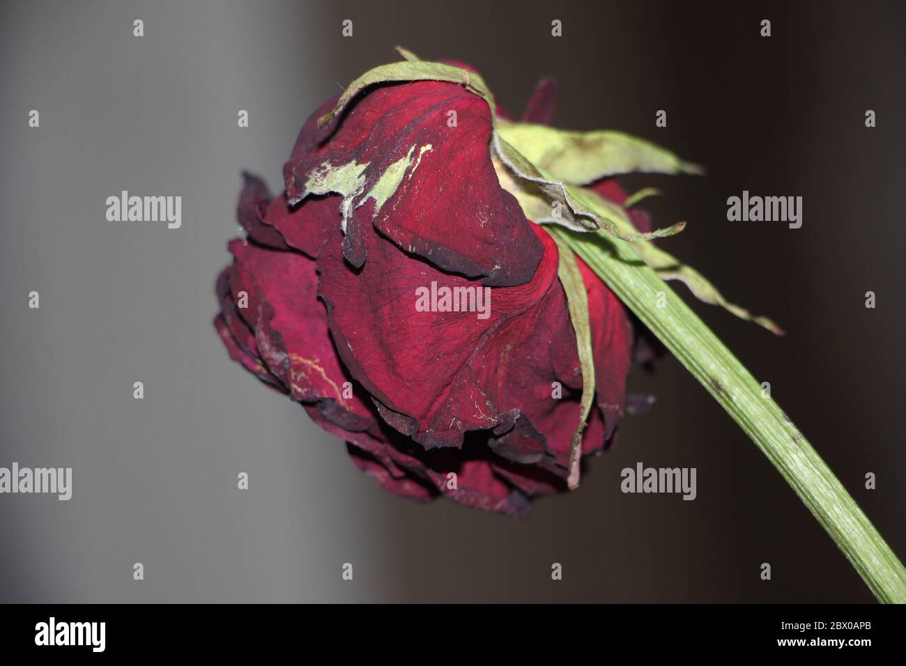 Dark red faded rose on black background Stock Photo - Alamy