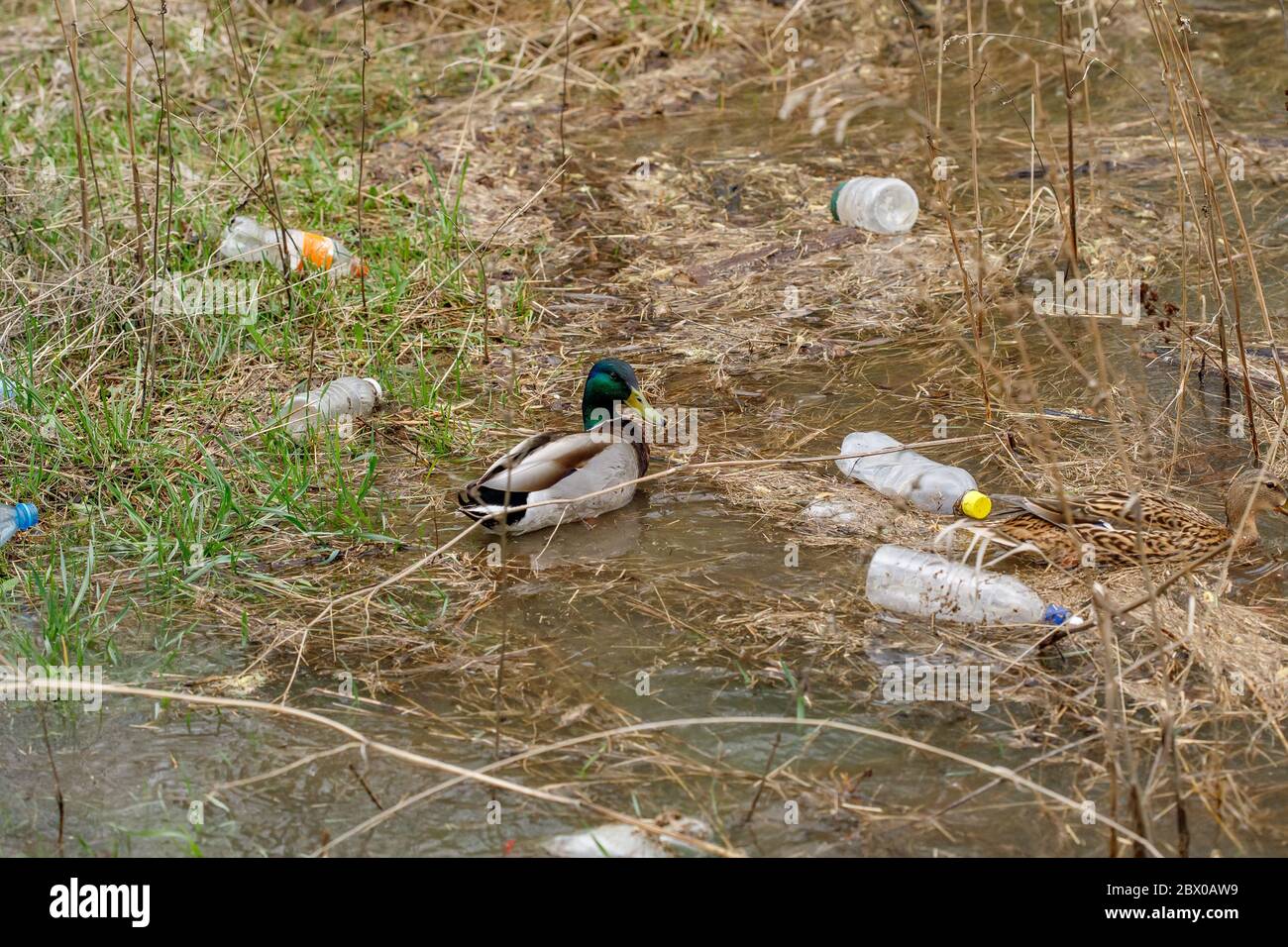 Duck swimming in a river with waste bottles, plastic garbage pollution ...