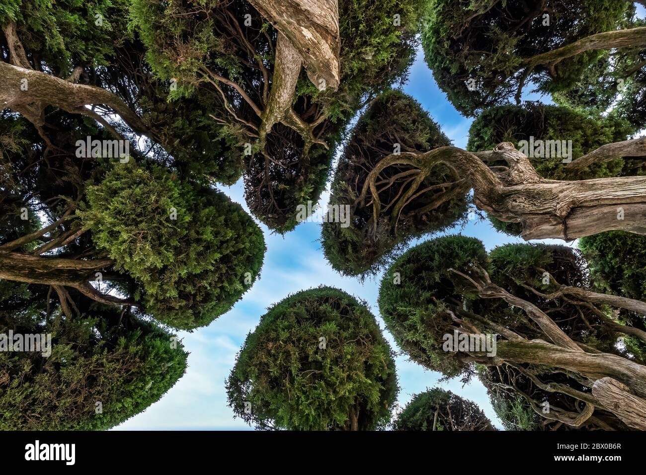 Shaped crowns of cypress trees in Buen Retiro Park, Madrid, Spain. View ...