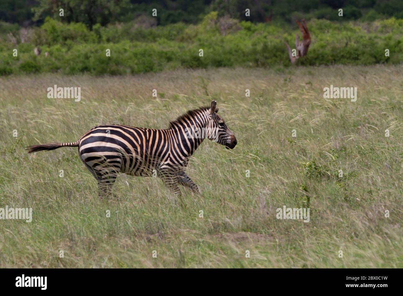 Zebra in the grass hi-res stock photography and images - Alamy