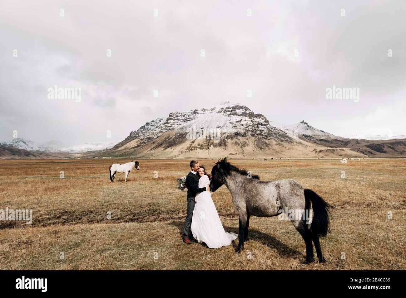 Wedding couple in after with horses. The groom hugs the bride ...