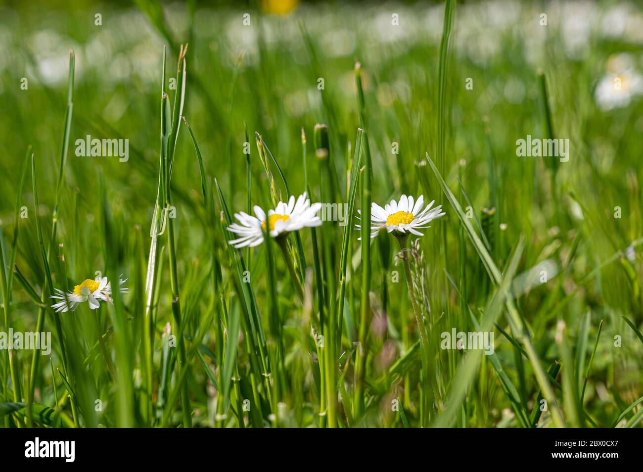 Wildflowers in lawn hi-res stock photography and images - Alamy