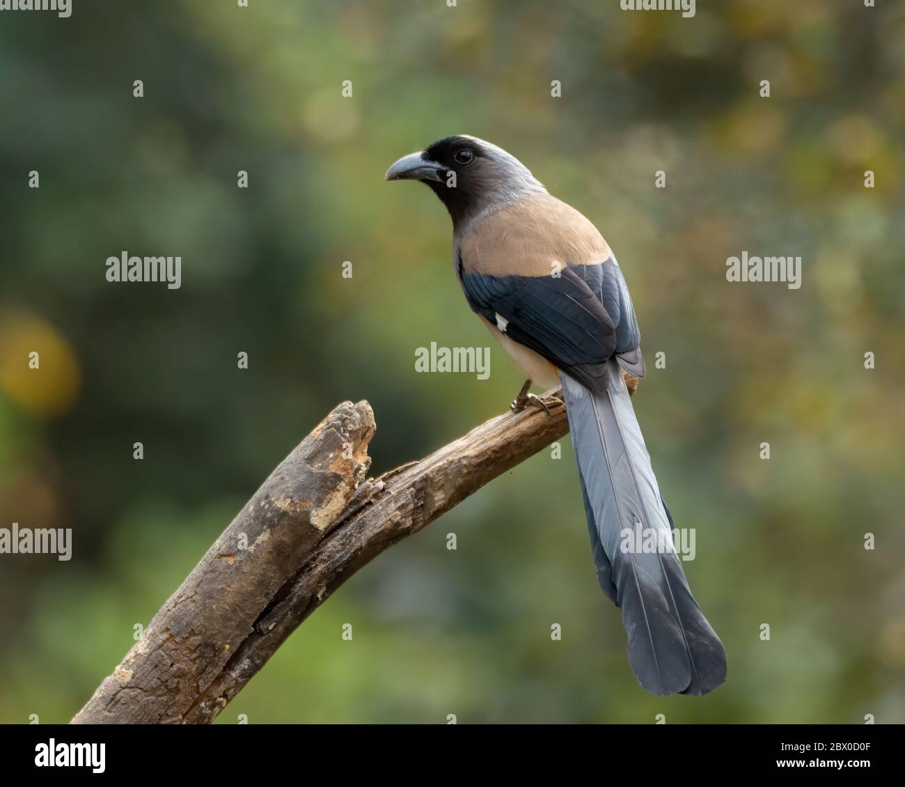 Himalayan Crow High Resolution Stock Photography and Images - Alamy