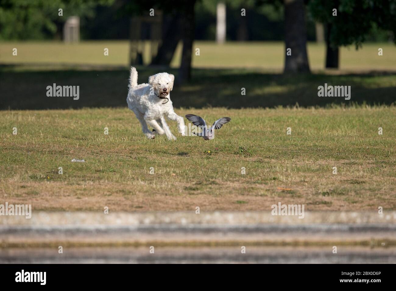 Chase pigeons hi-res stock photography and images - Alamy
