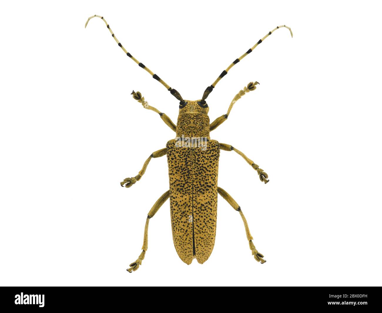 Macro view of beige longhorn beetle with black dots and big mustaches ...