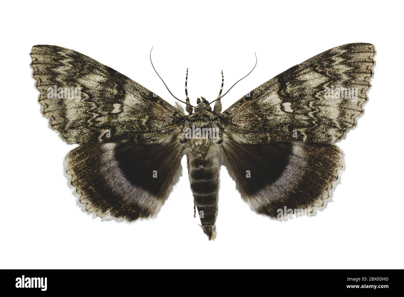 Blue underwing or Clifden nonpareil (Catocala fraxini) moth isolated on ...