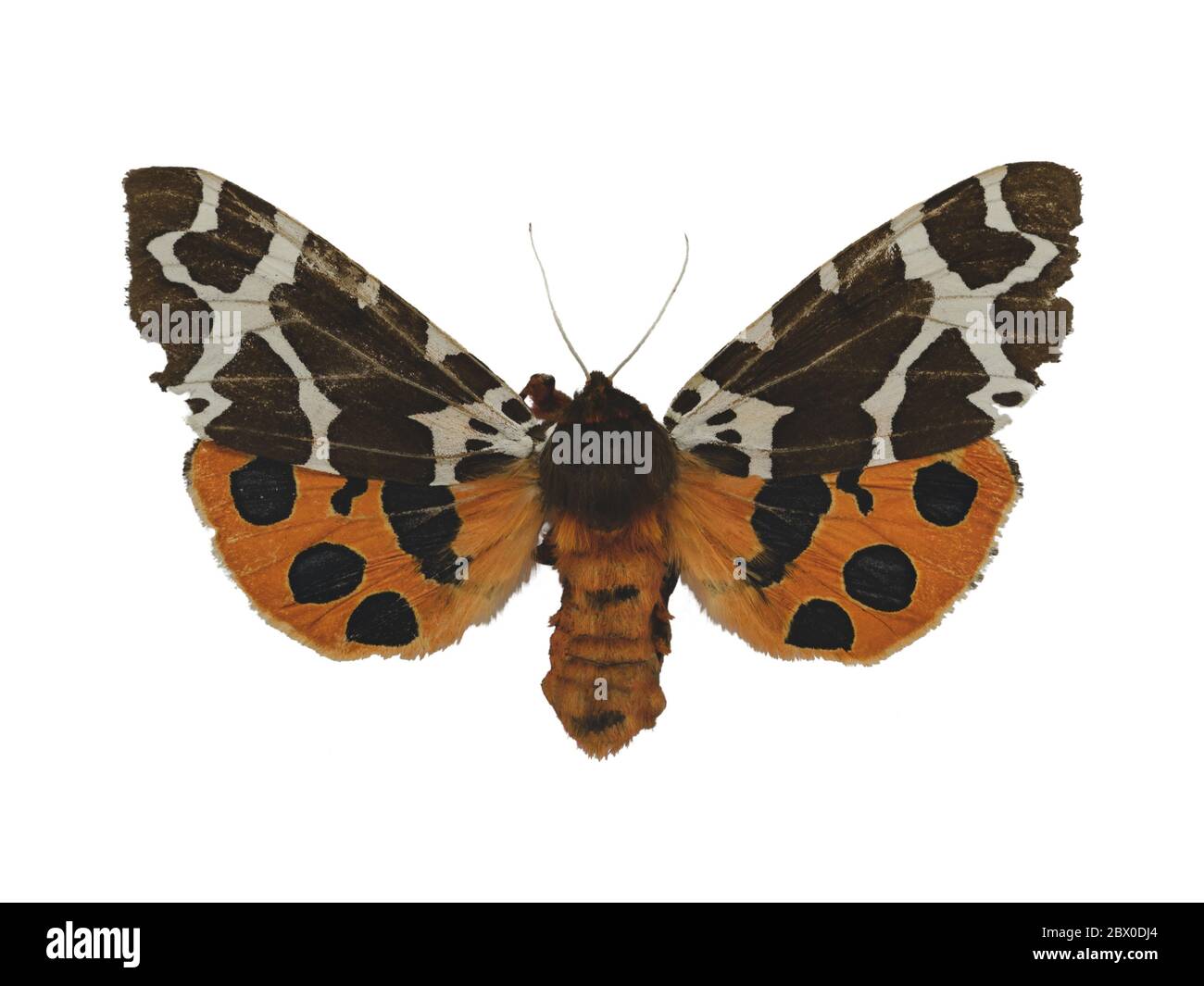 Garden tiger moth or great tiger moth (Arctia caja) with torn wing ...