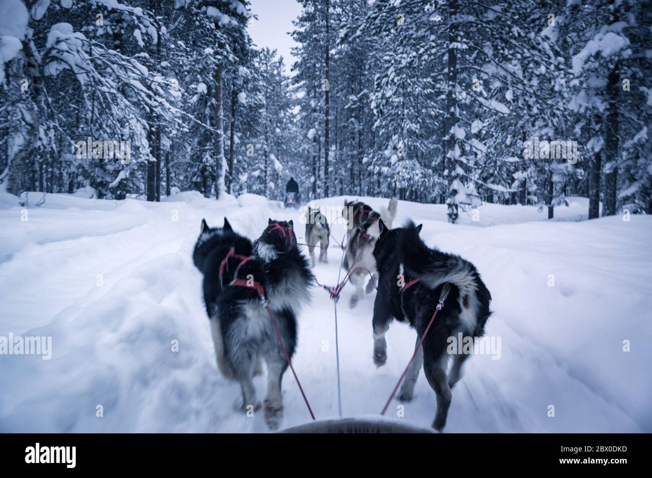 Husky adventure hi-res stock photography and images - Alamy