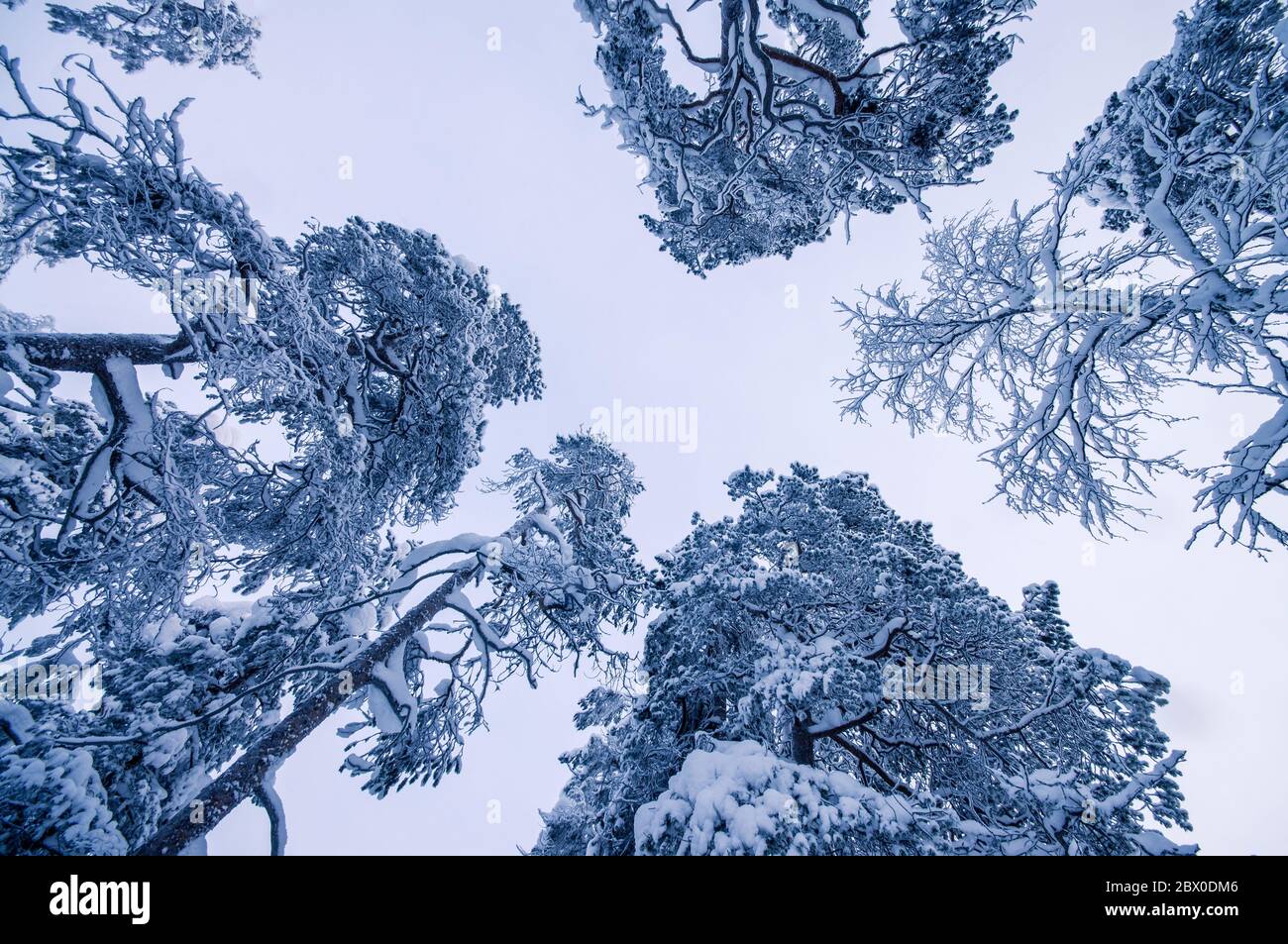 treetops in snow during winter in finish lapland Stock Photo - Alamy