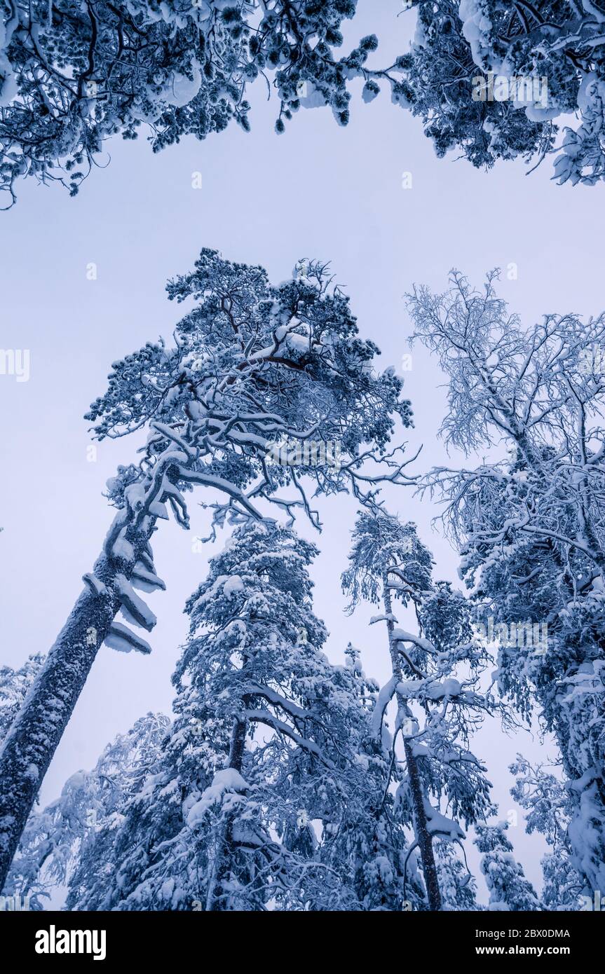 treetops in snow during winter in finish lapland Stock Photo - Alamy