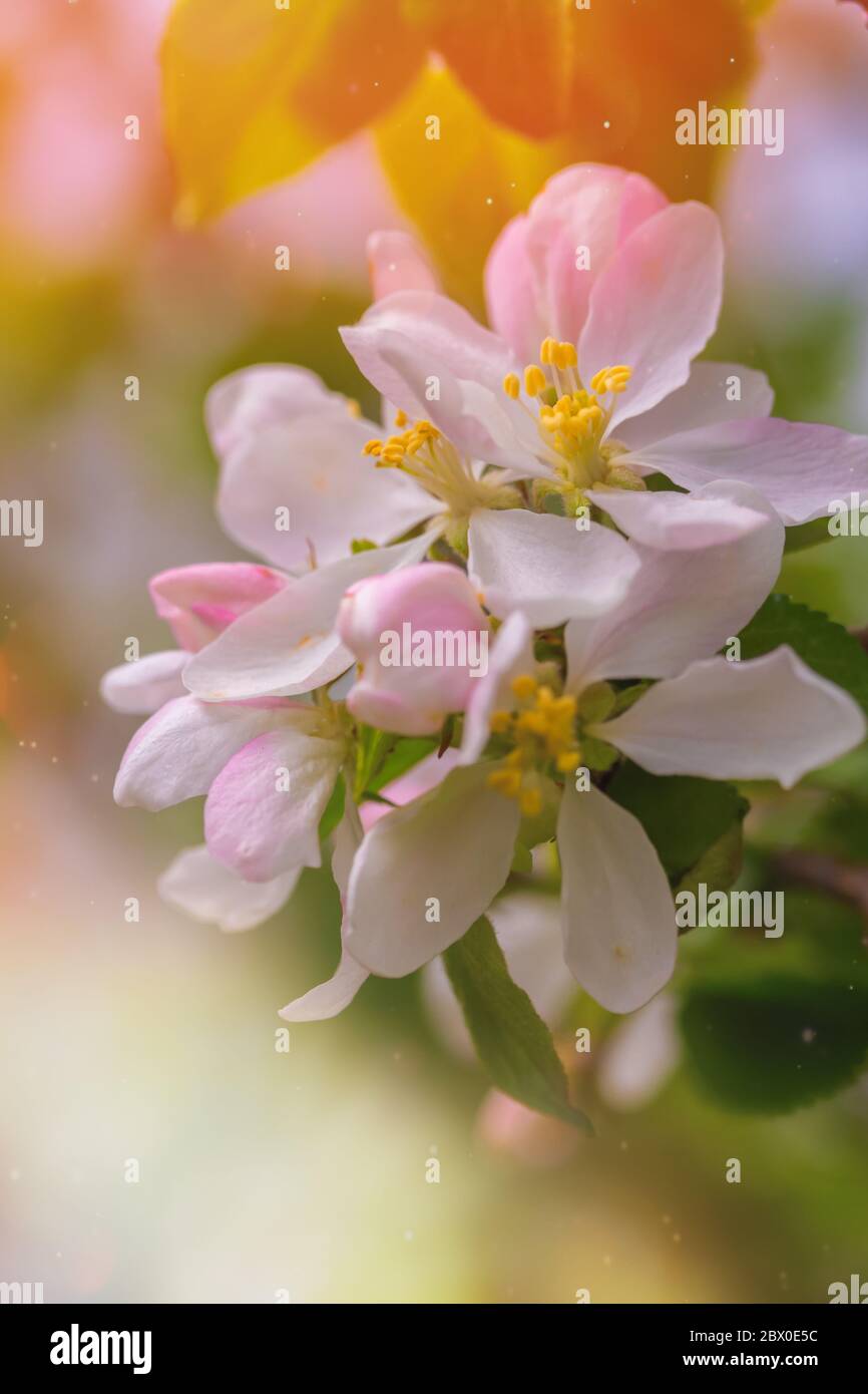 Blossom Apple Tree in April on a transparent spring day in bright ...