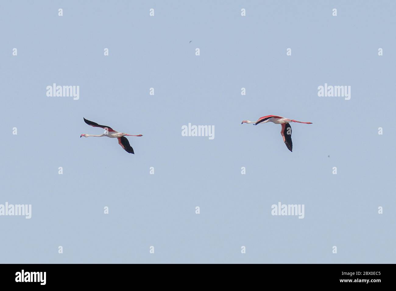 Flight of flamengo Stock Photo - Alamy