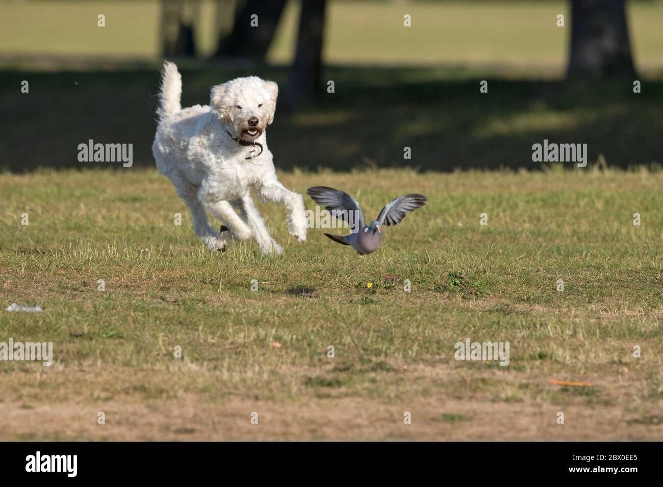 Chase pigeons hi-res stock photography and images - Alamy