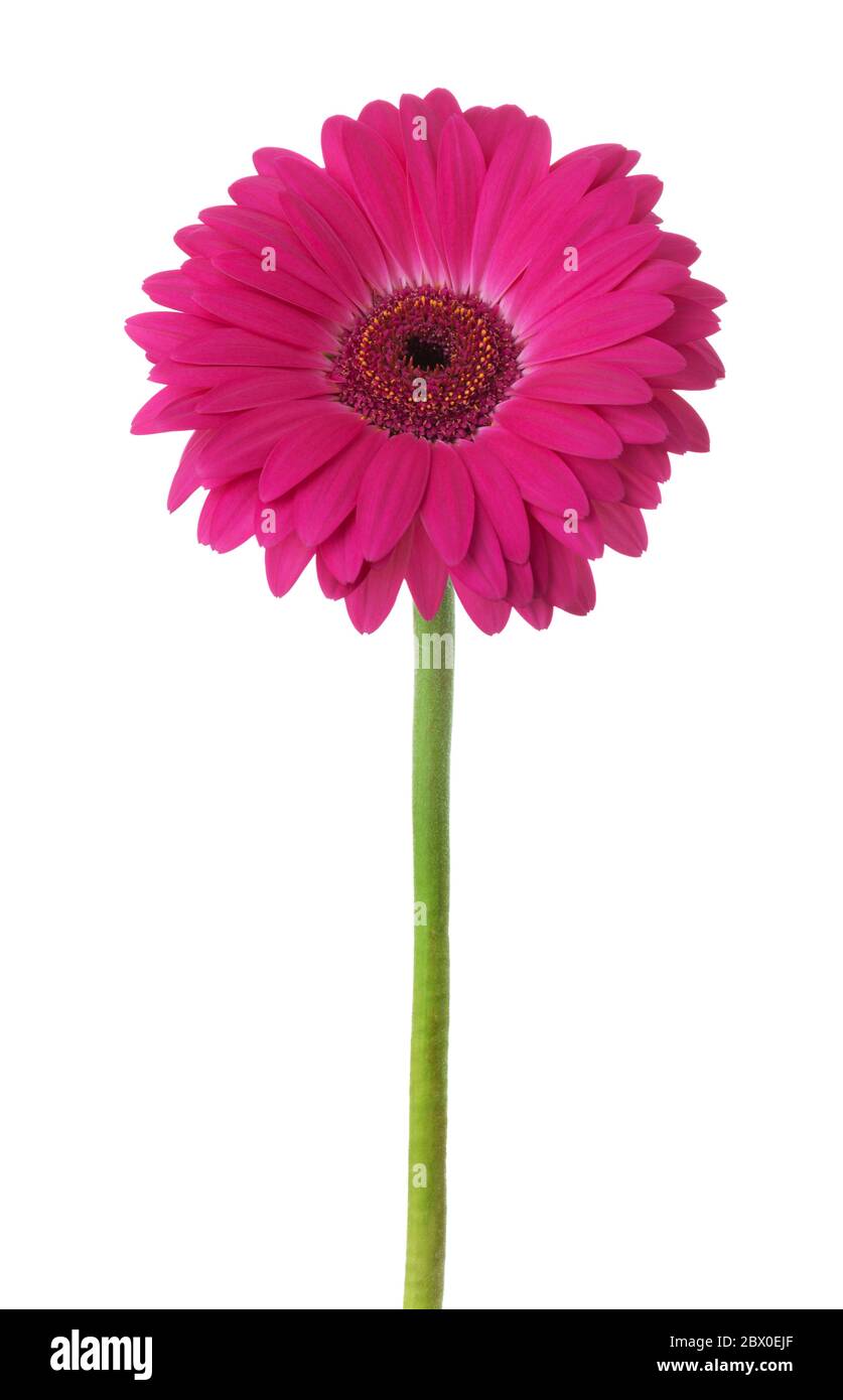 Gerbera flower of magenta color isolated on white background Stock ...