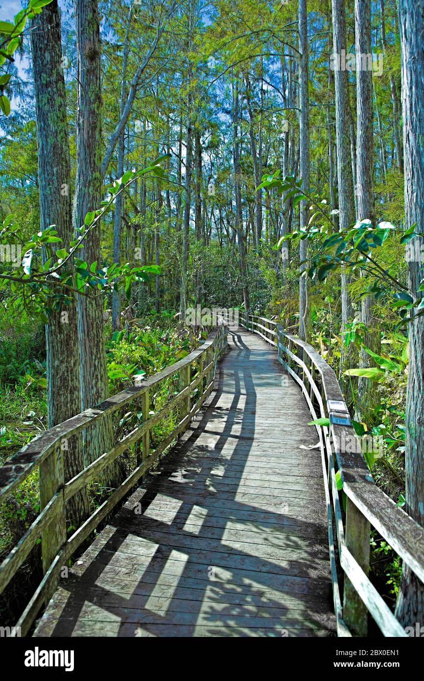 Corkscrew swamp sanctuary hi-res stock photography and images - Alamy