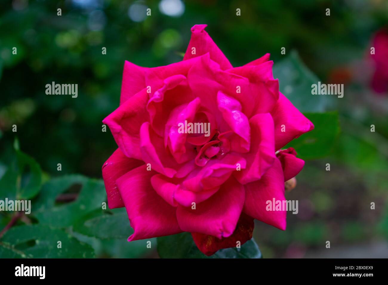 A Fully Bloomed Pink Rose on a Rush Bush With Green Foliage Behind It ...