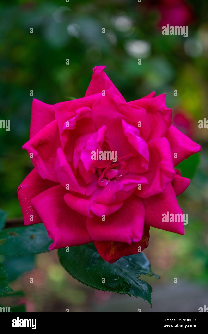 Fully bloomed red rose hi-res stock photography and images - Alamy