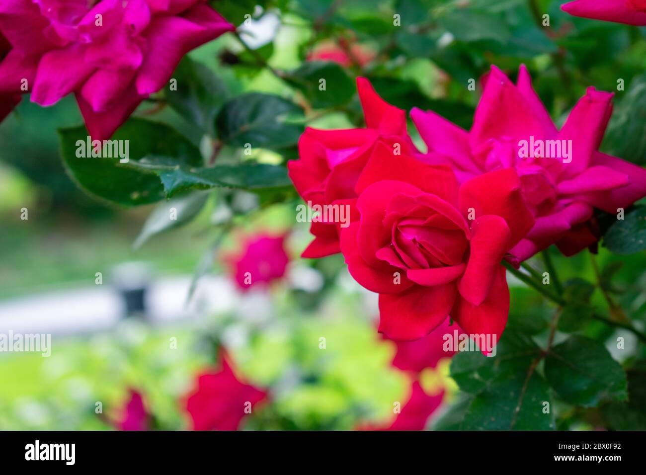 A Fully Bloomed Pink Rose on a Rush Bush With Green Foliage Behind It ...