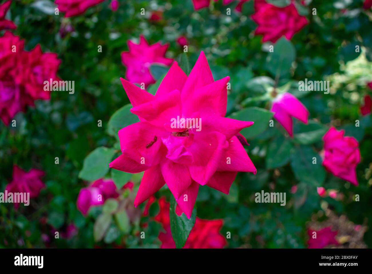 A Fully Bloomed Pink Rose on a Rush Bush With Green Foliage Behind It ...
