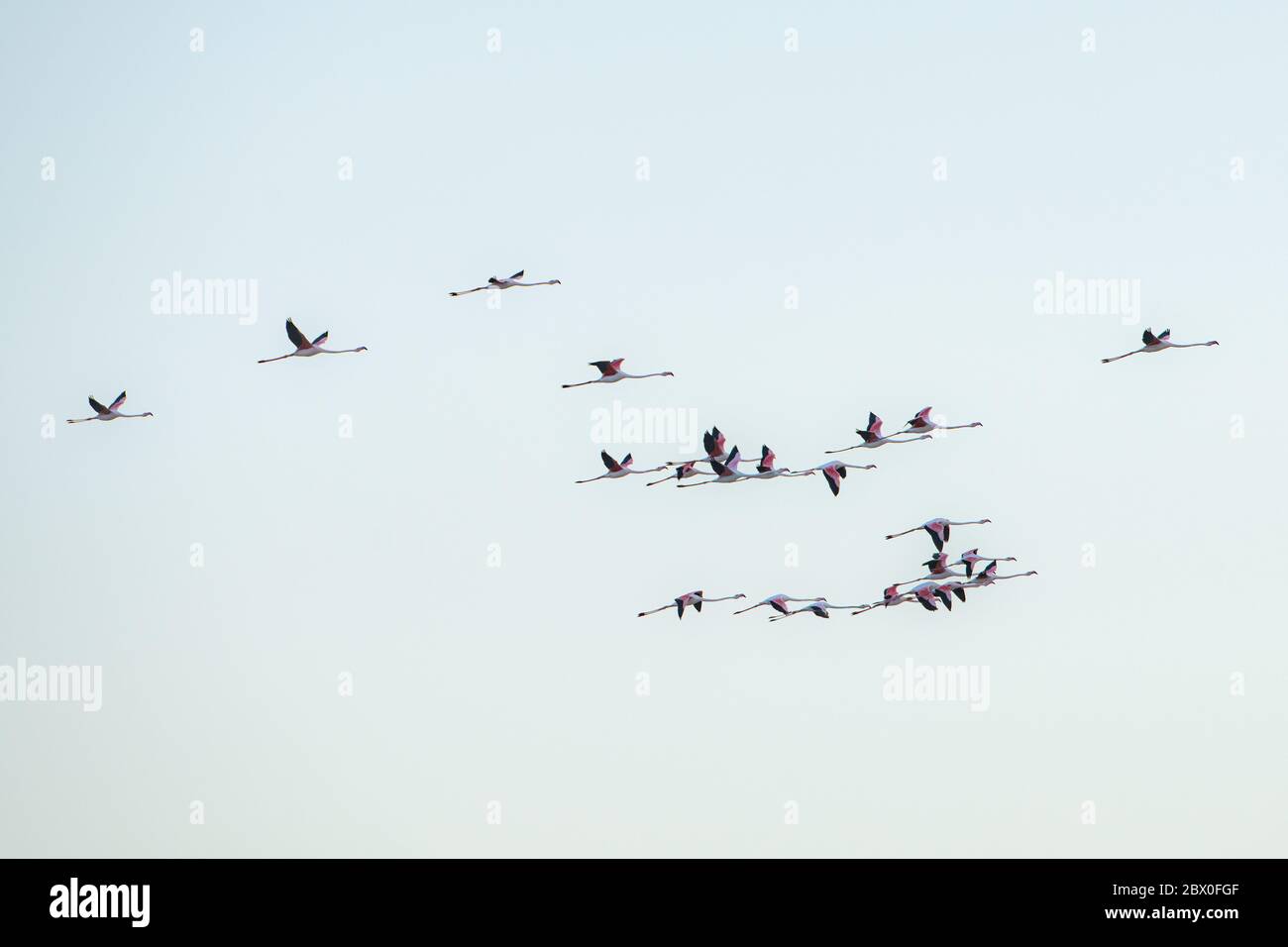 Flight of flamengo Stock Photo - Alamy