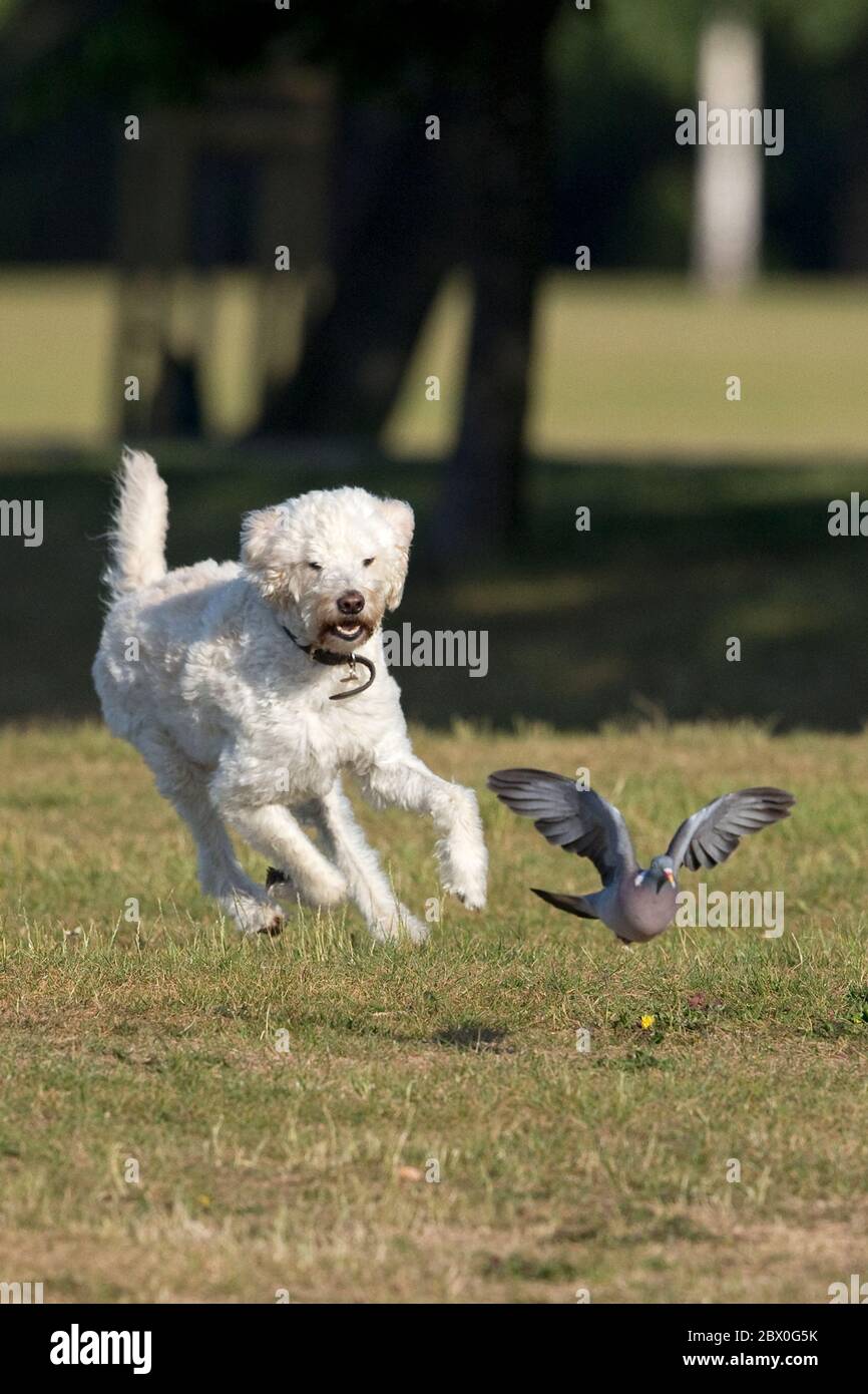 Chase pigeons hi-res stock photography and images - Alamy