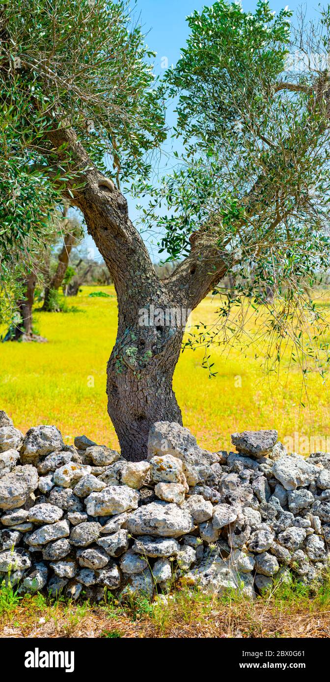Xylella fastidiosa puglia hi-res stock photography and images - Alamy