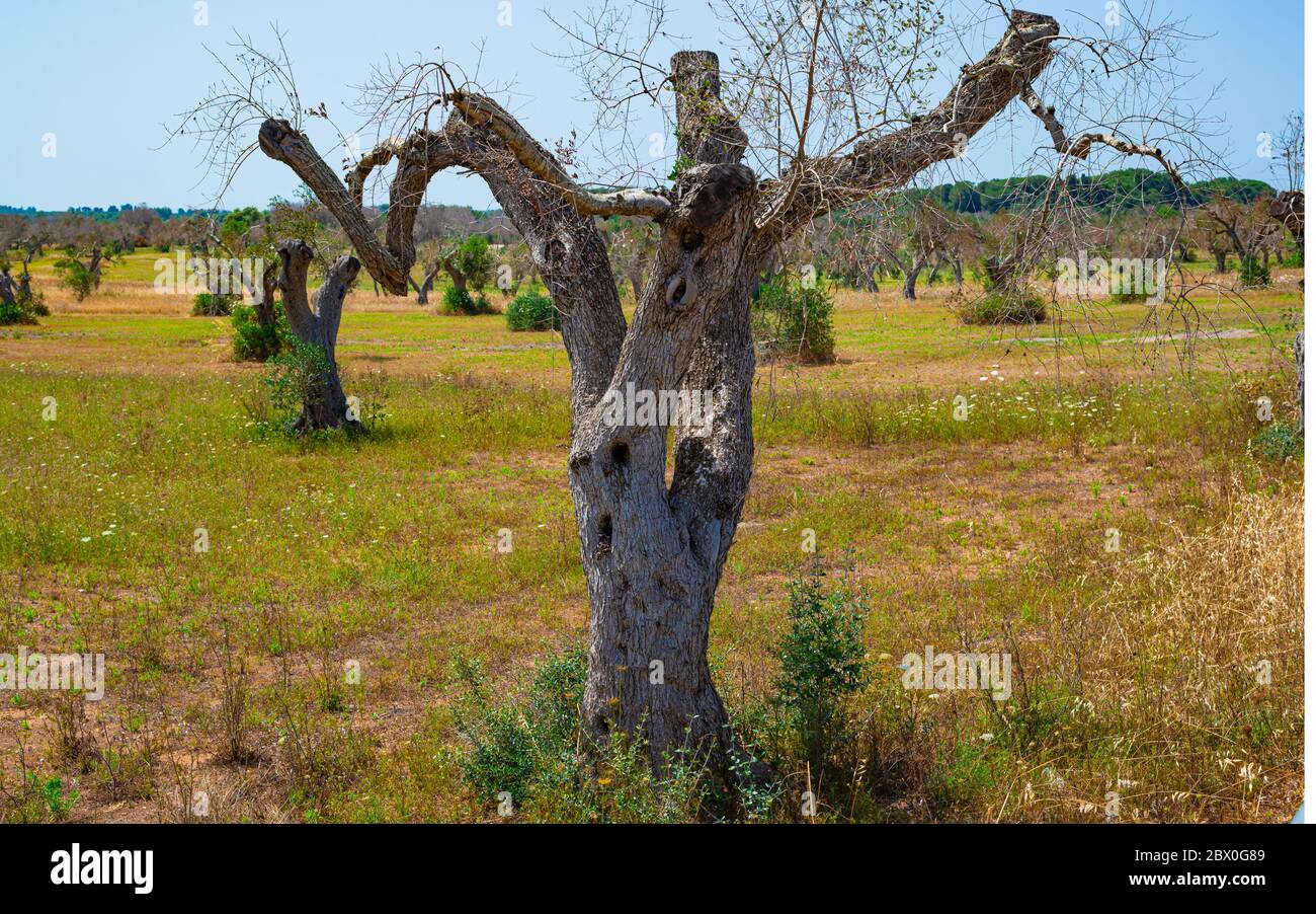 Xylella fastidiosa puglia hi-res stock photography and images - Alamy