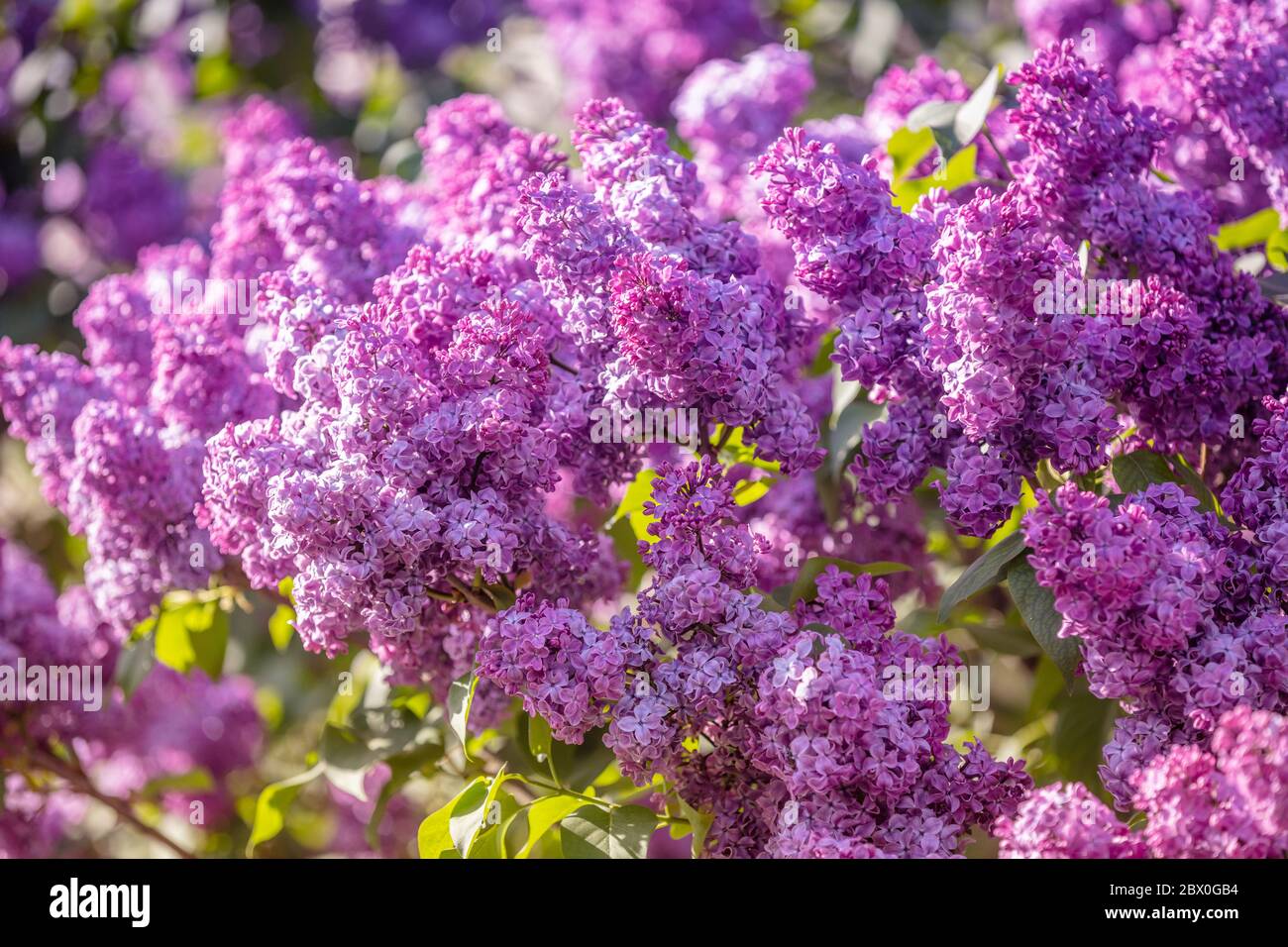 Beautiful lilac blooming natural background hi-res stock photography ...