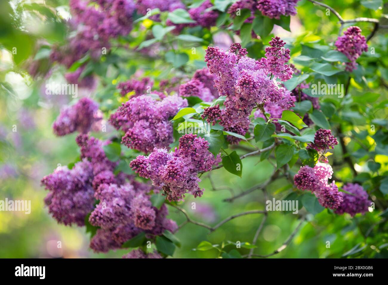 Blooming lilac bush in the garden. Spring flower background Stock Photo ...