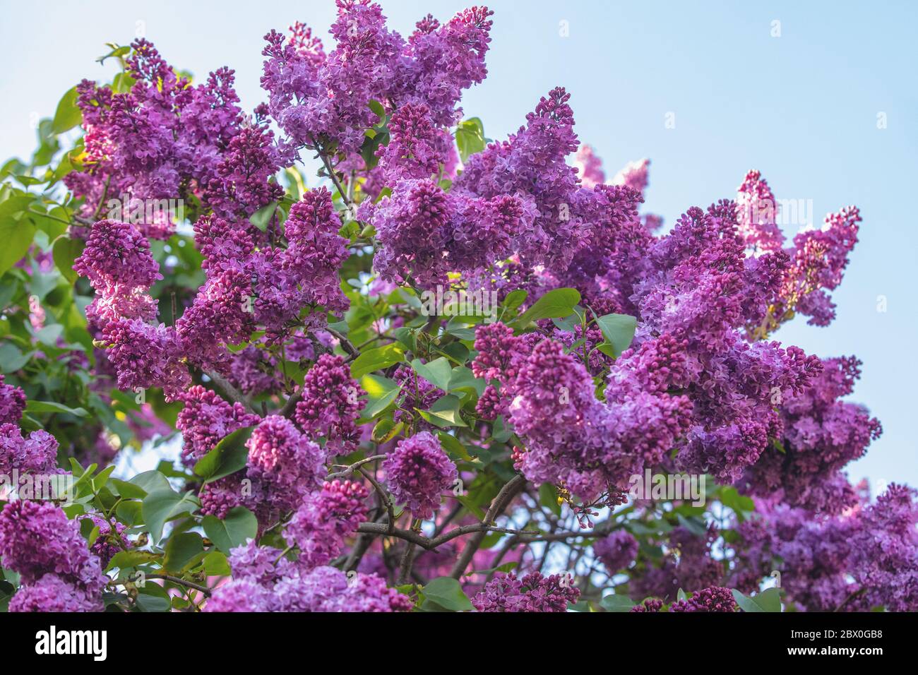 Beautiful lilac blooming natural background hi-res stock photography ...
