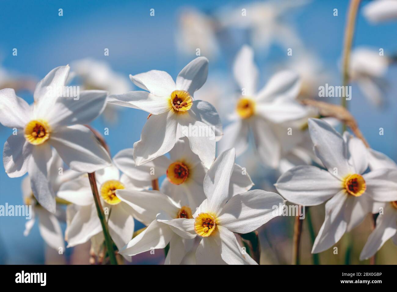 Flowers background. Blossoming wild Narcissus plant. Floral spring ...