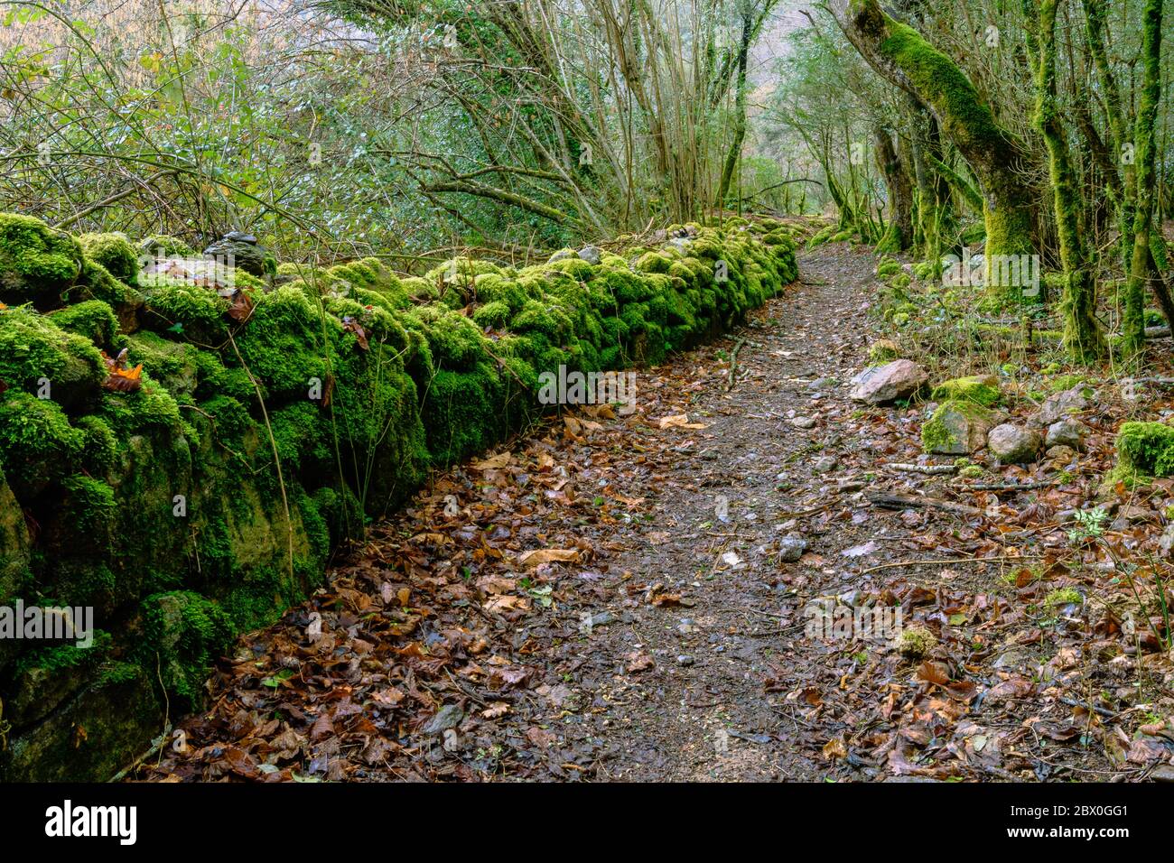 Hiking the wild paths in the Alta Garrotxa Mountains (Catalonia, Spain ...