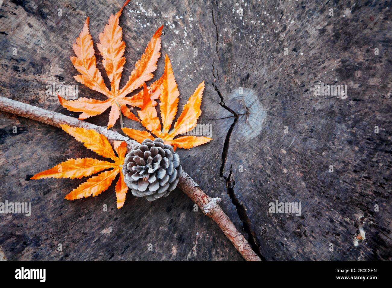 Maple leaf with pine cone on old stump texture background Stock Photo ...