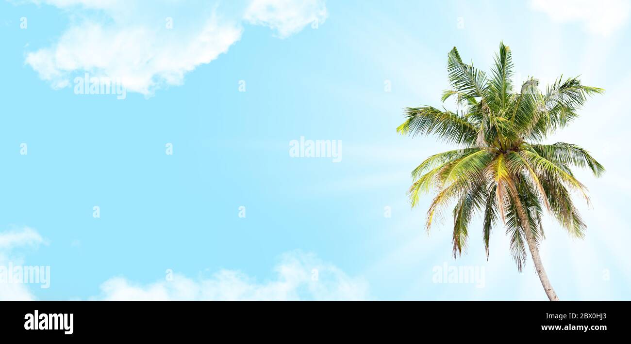 Summer tropical hot day backdrop with palm and blue sunny sky. Wide ...