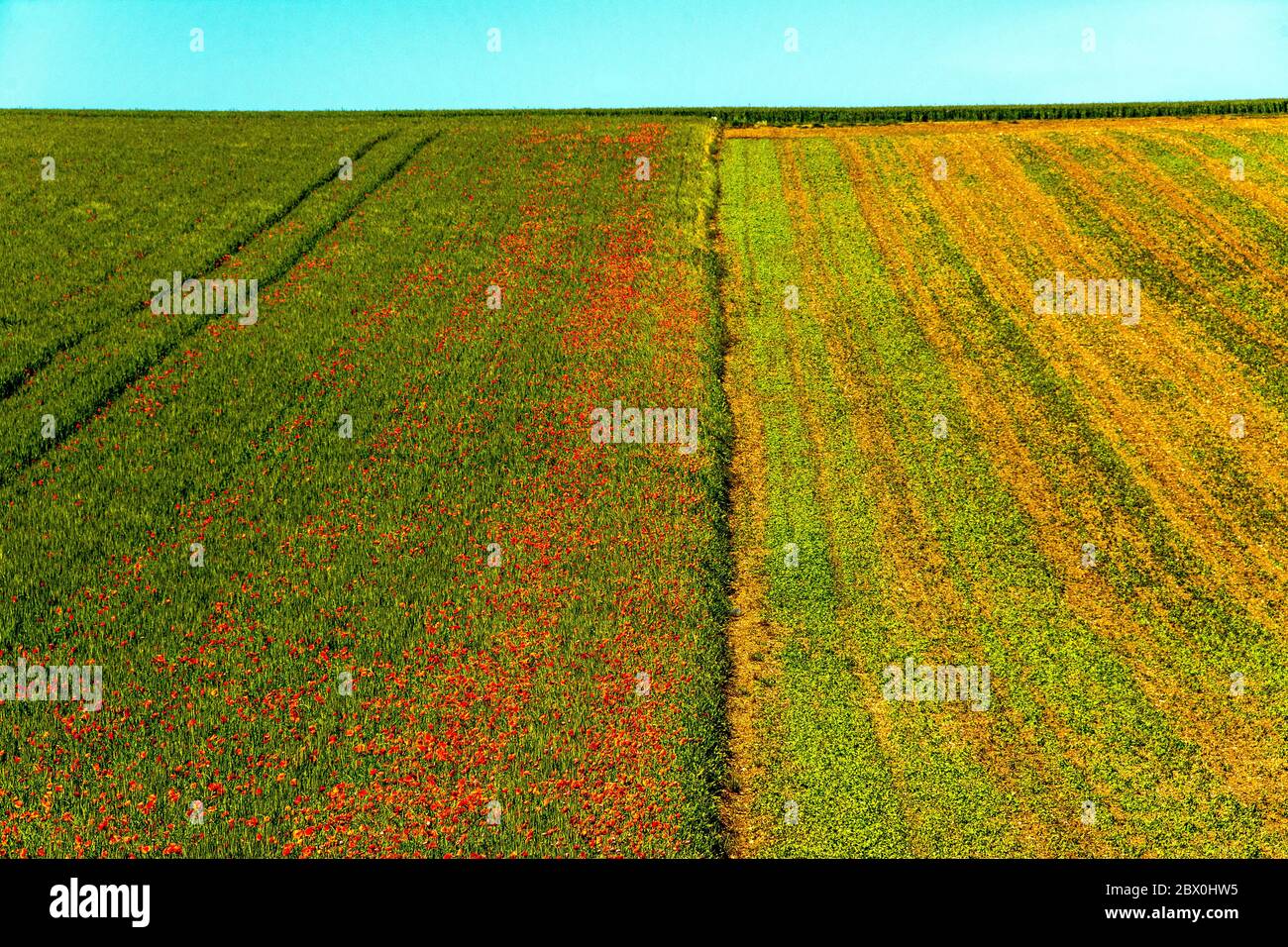 Poppy flowers field red color hi-res stock photography and images - Alamy