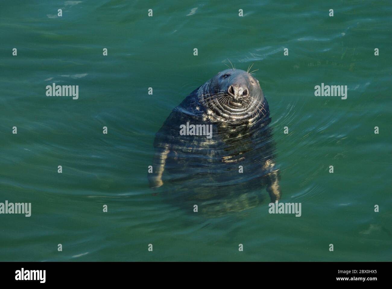 Grey seal, halichoerus grypus, in the harbour at Eyemouth, Borders ...