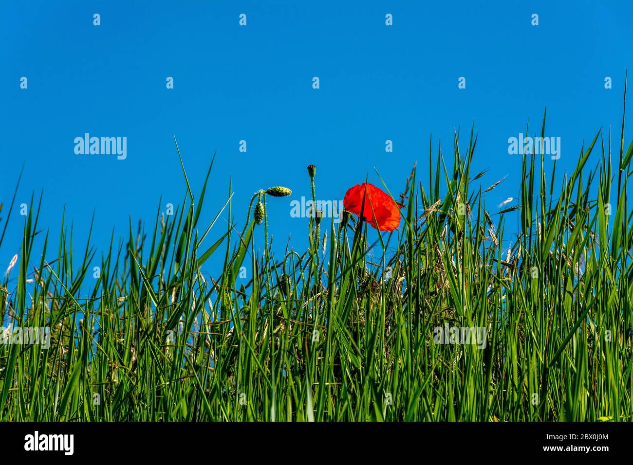 Beautiful red poppy poppy petals hi-res stock photography and images ...