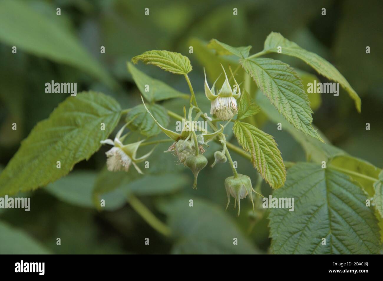 Raspberry flowers and buds in spring in an allotment in Nijmegen the ...