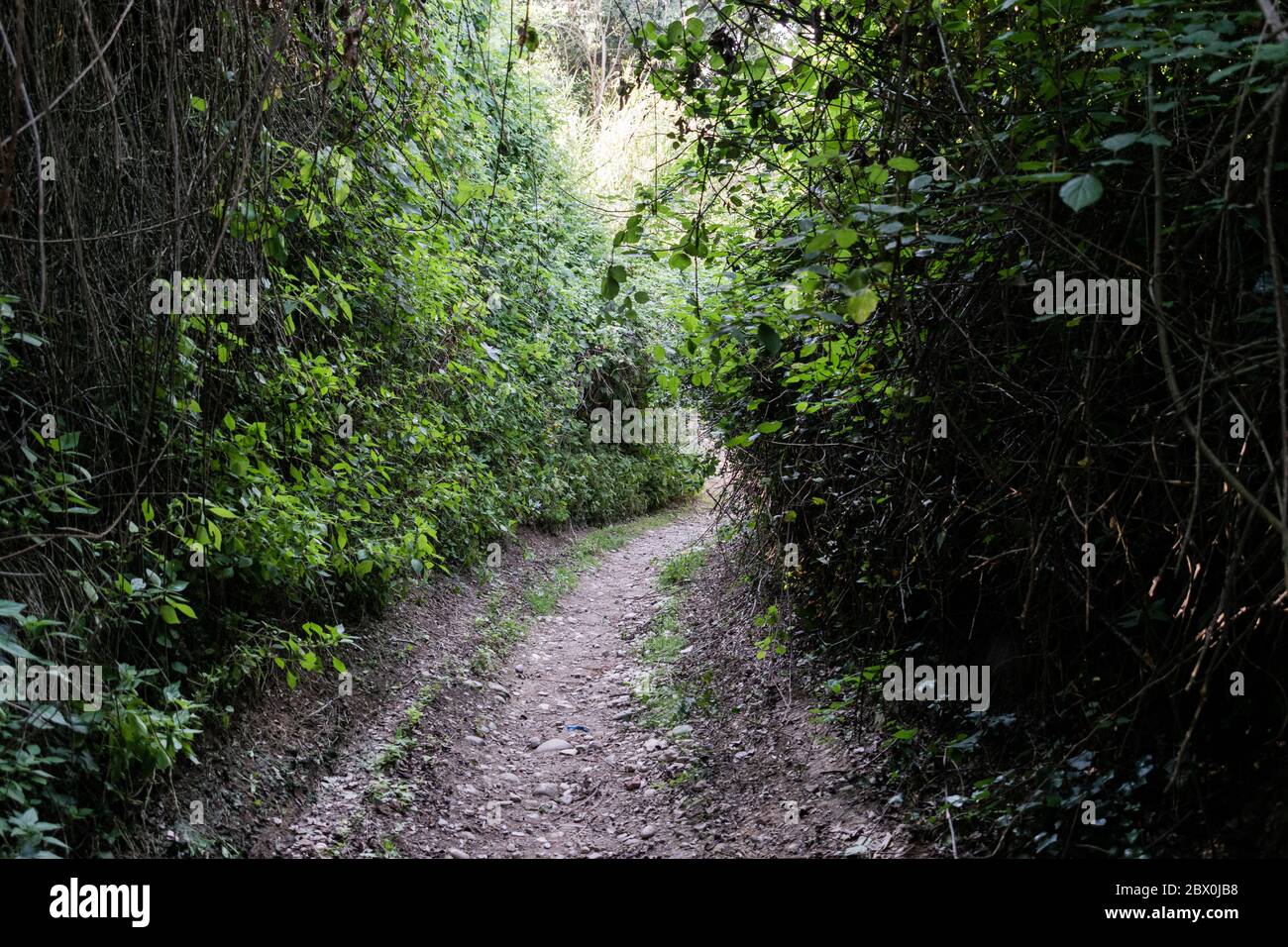 Wide path and long grass hi-res stock photography and images - Alamy