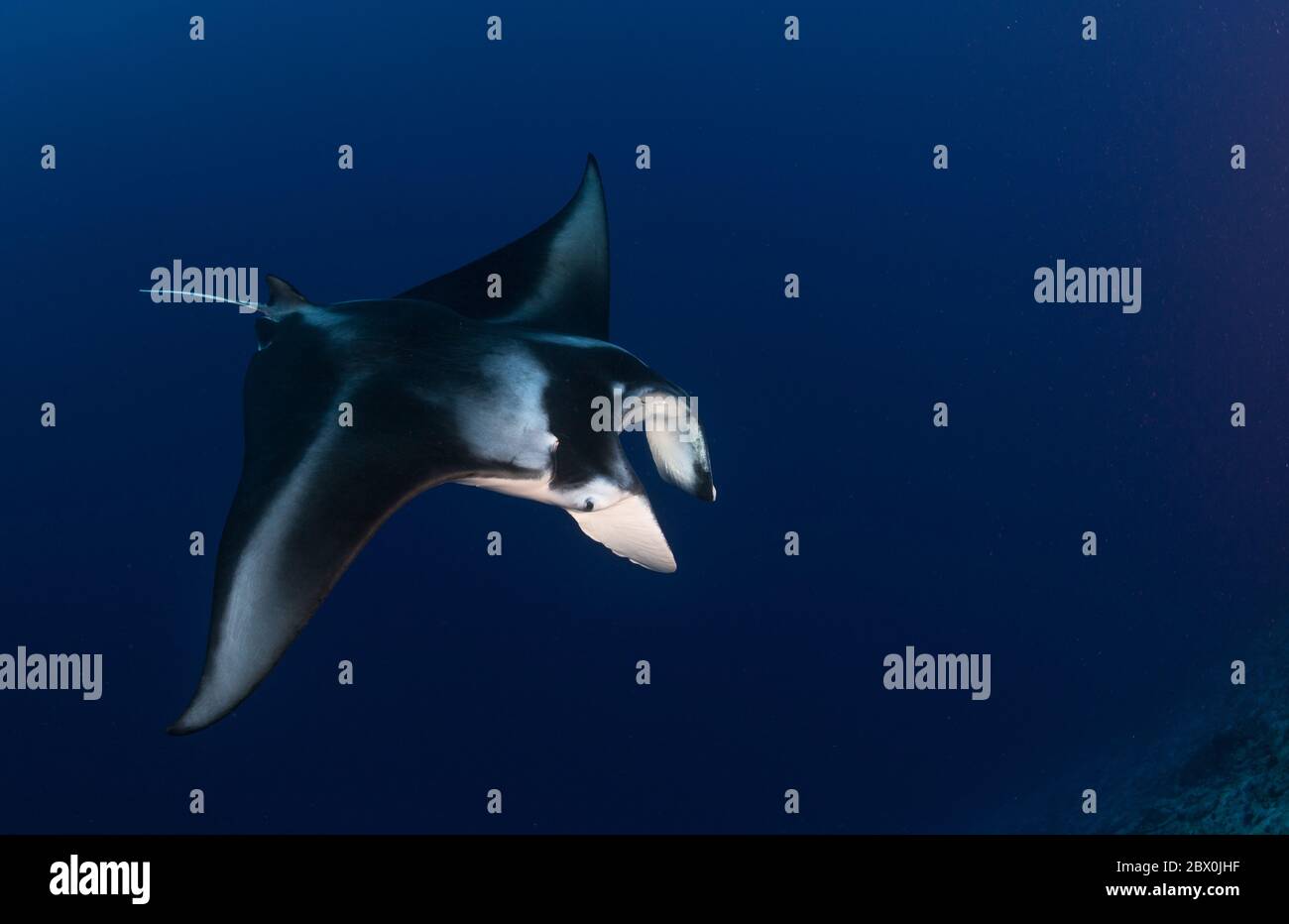 Manta Ray scuba diving in Tuamotu, French Polynesia Stock Photo - Alamy